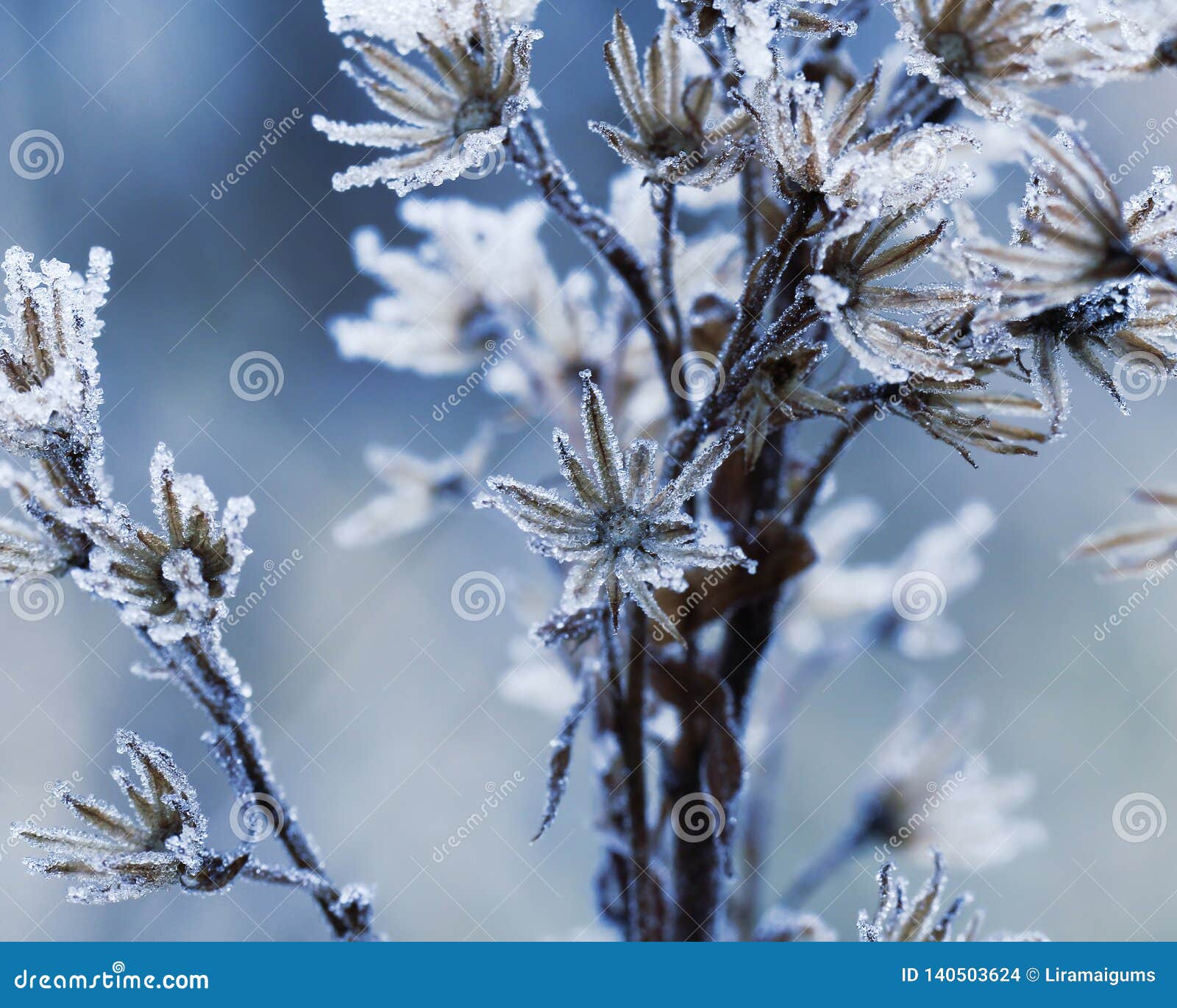 Frozen flowers stock photo. Image of weather, cold, floral - 140503624