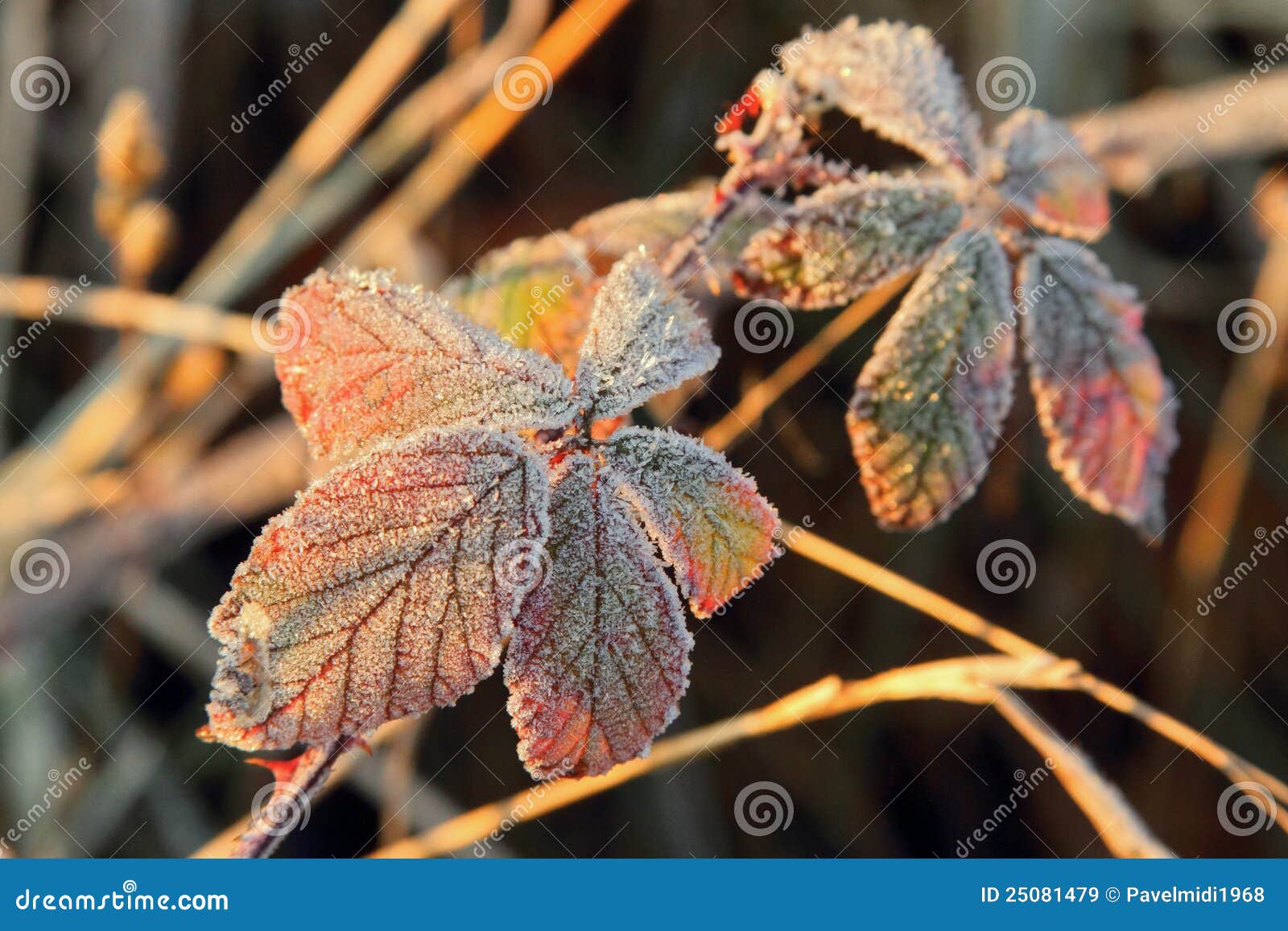 Frozen foliage stock image. Image of frost, season, beautiful - 25081479