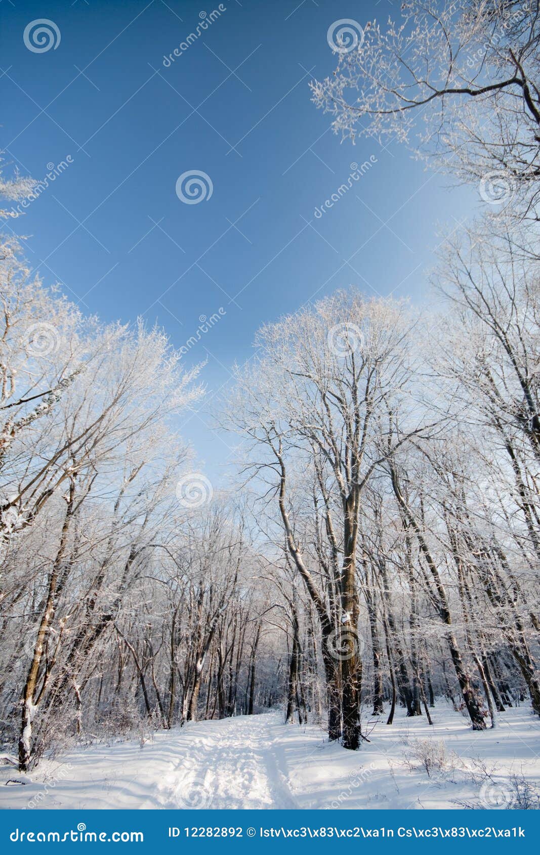 Frozen forest stock photo. Image of landscape, frost - 12282892