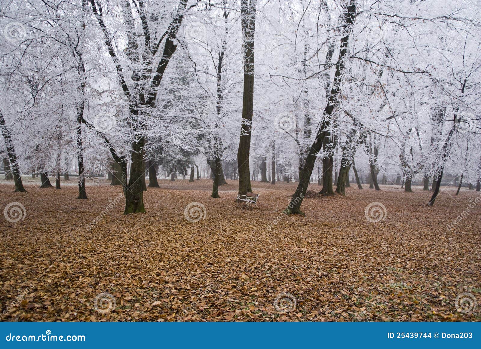 Frozen forest stock photo. Image of snow, season, trees - 25439744