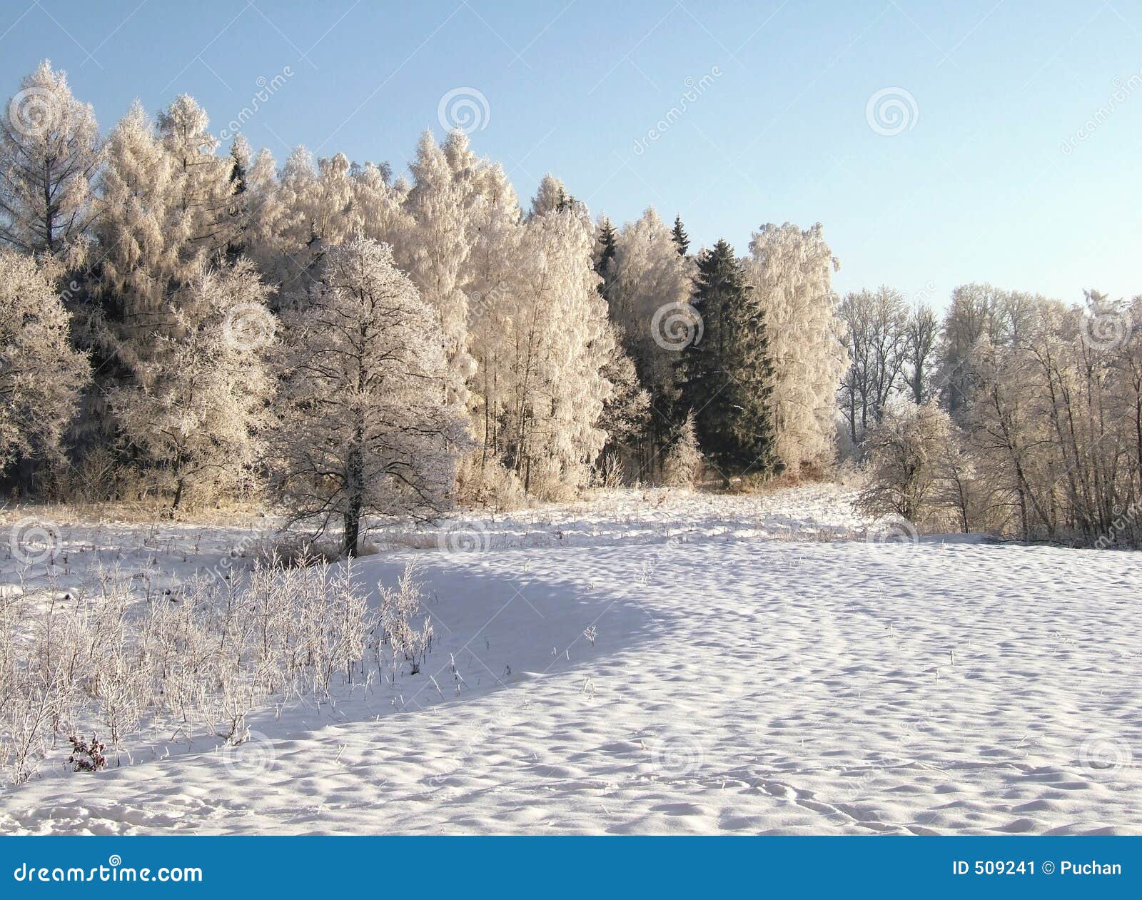 Frozen forest stock image. Image of scenic, rural, winter - 509241