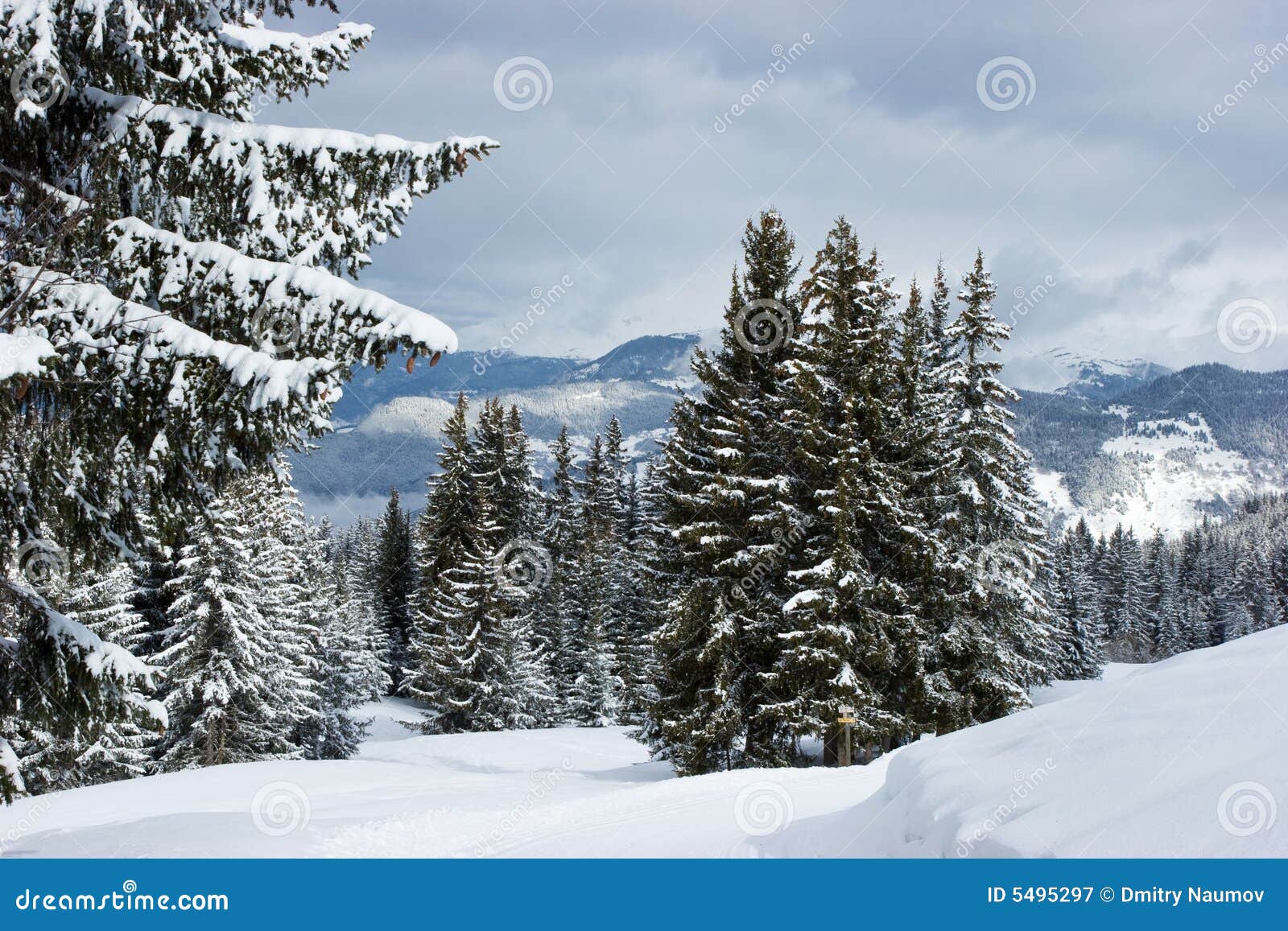Frozen forest stock image. Image of rocky, pine, piste - 5495297