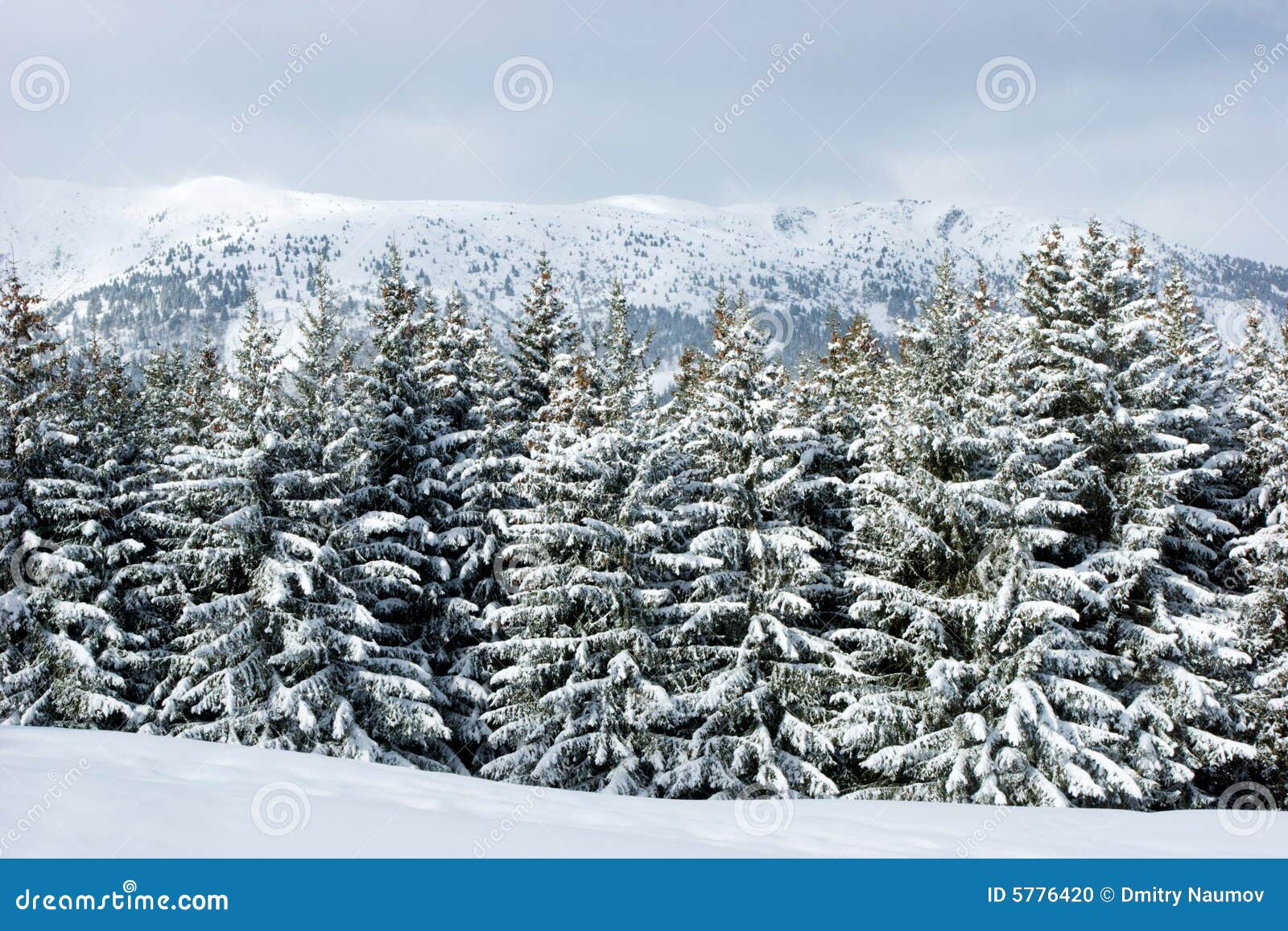 Frozen forest stock photo. Image of season, alpine, meribel - 5776420