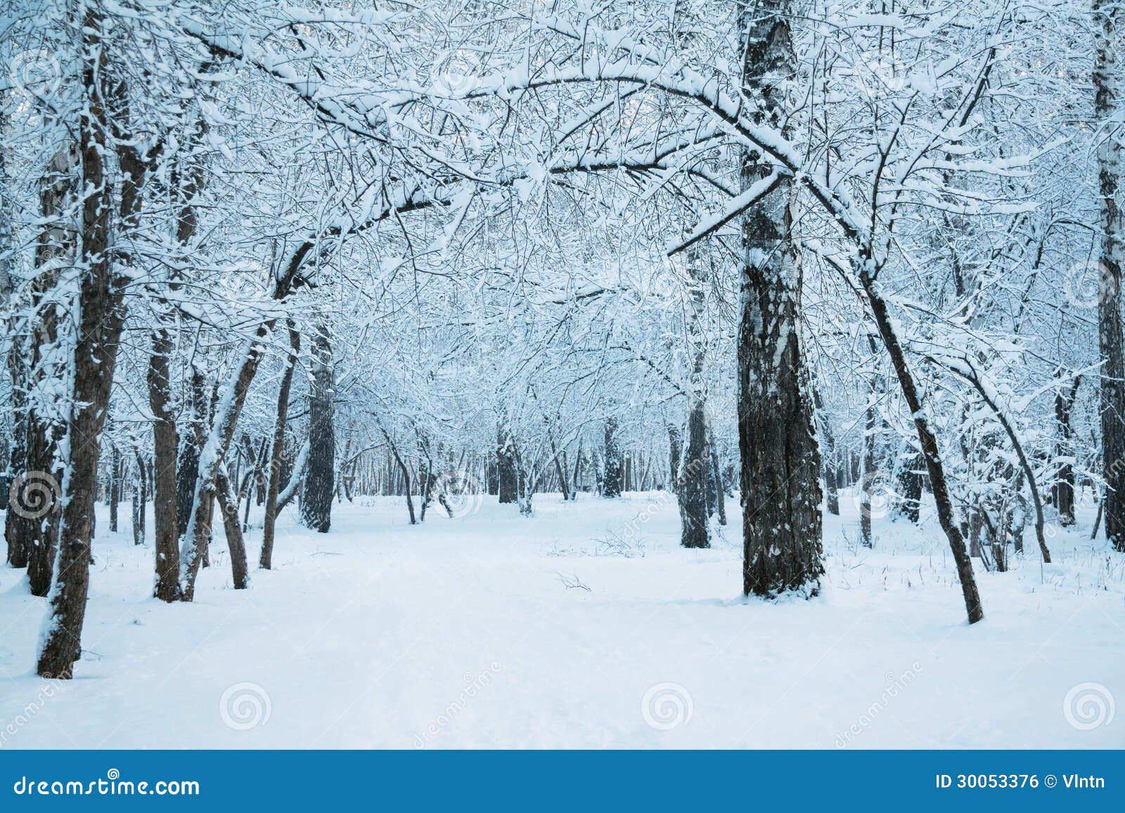Frozen woods stock photo. Image of blizzard, morning - 30053376