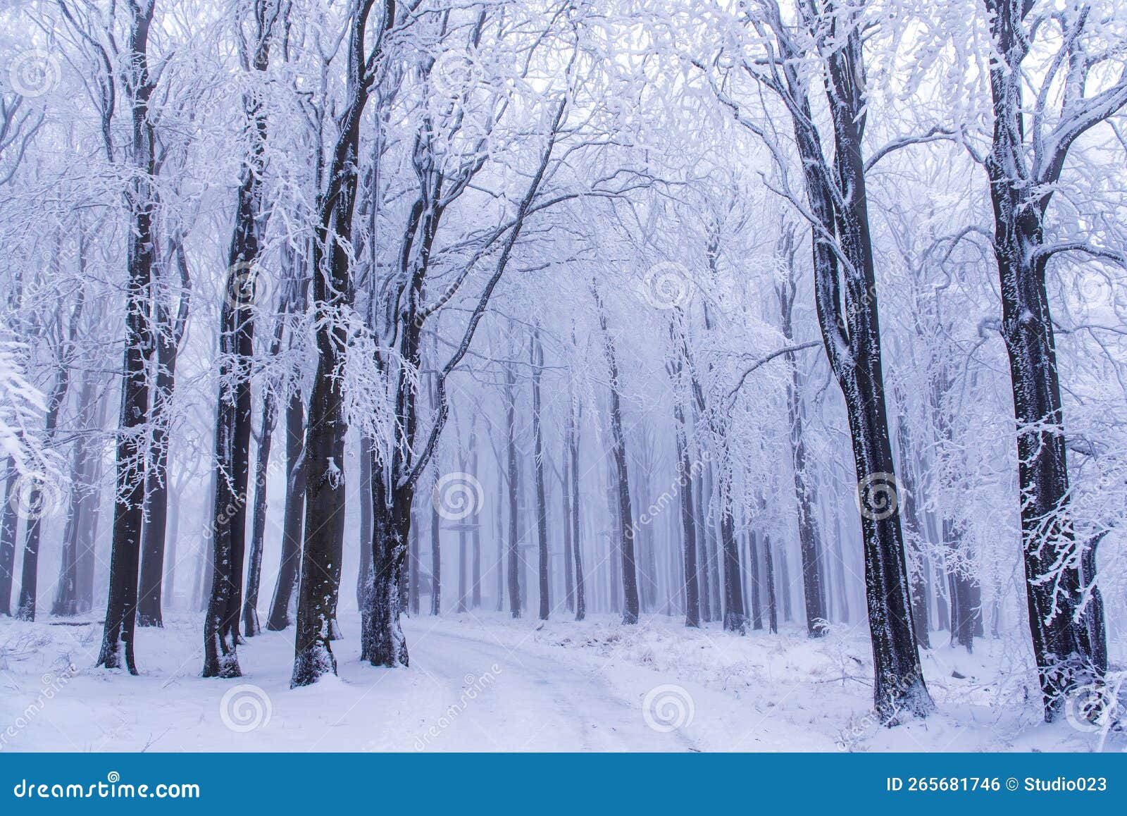 Frozen Forest Covered with Snow, Freezing after Stock Photo - Image of ...