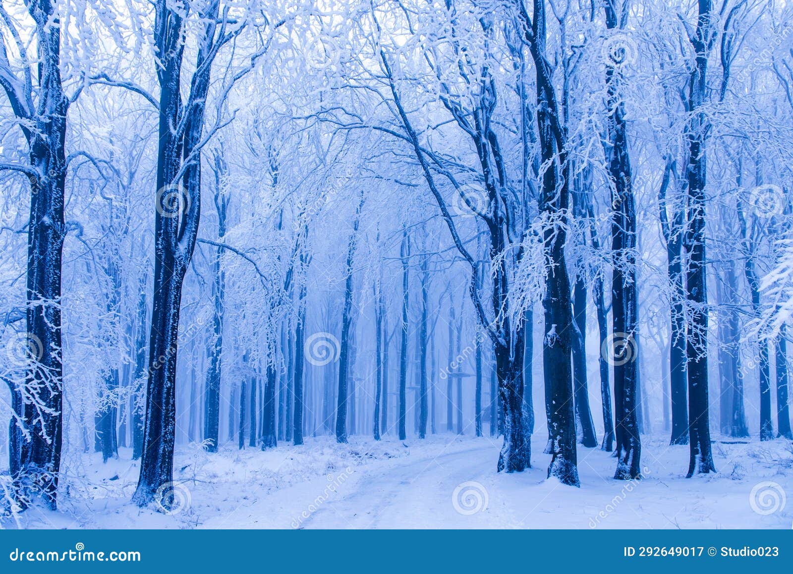 Frozen Forest Covered with Snow, Freezing after Stock Image - Image of ...