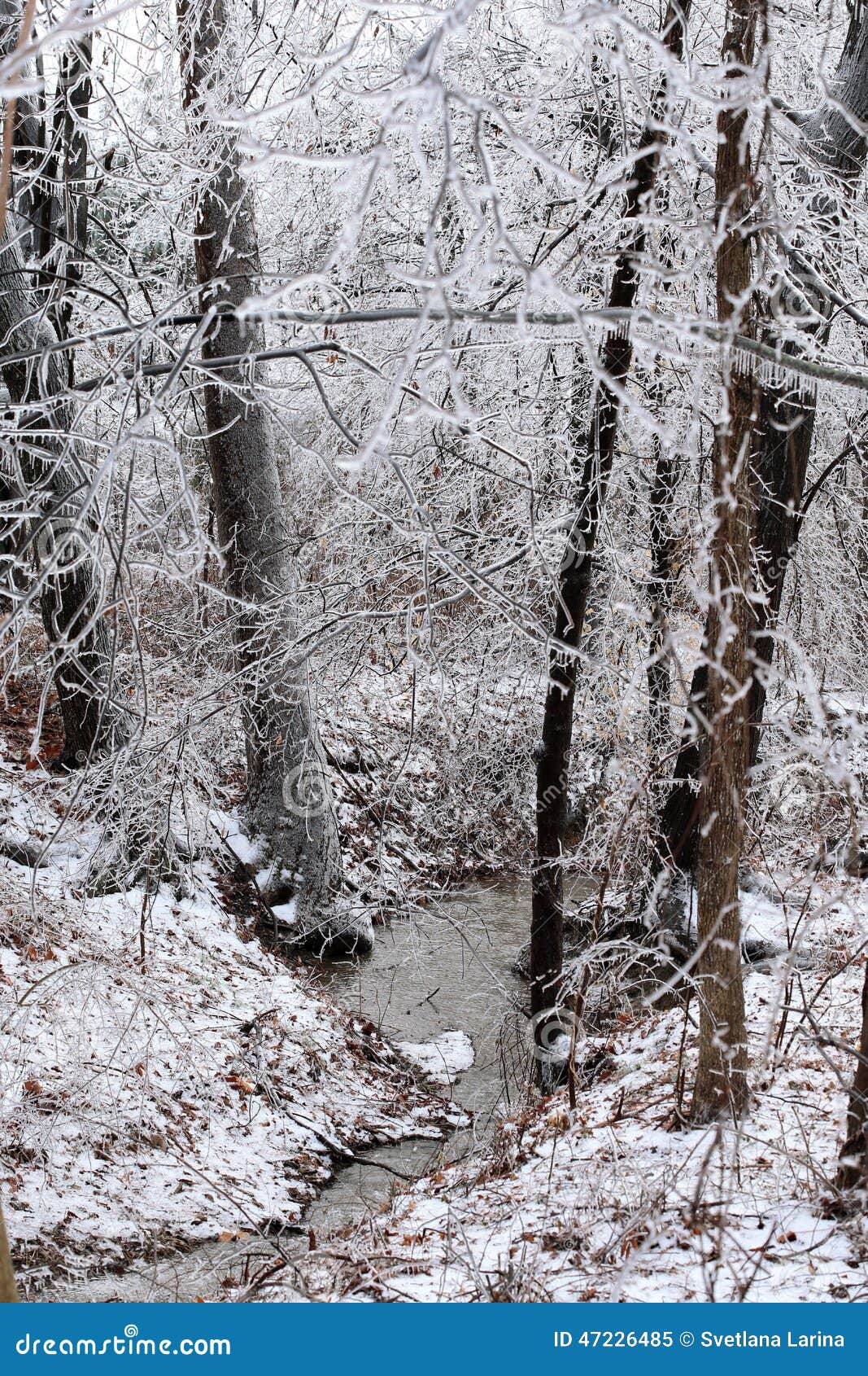 Frozen forest stock image. Image of winter, water, cold - 47226485