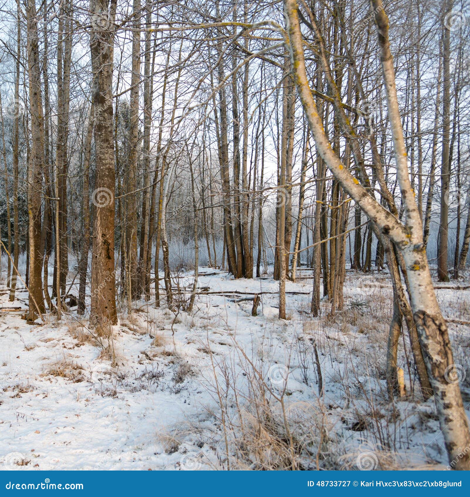 Frozen forest stock image. Image of bare, path, january - 48733727