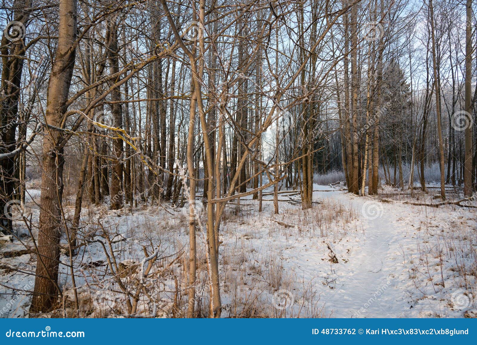 Frozen forest stock photo. Image of nature, winter, wood - 48733762