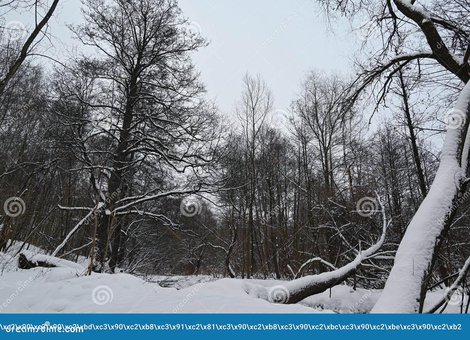 Frozen forest in the snow. stock image. Image of sunlight - 210629533