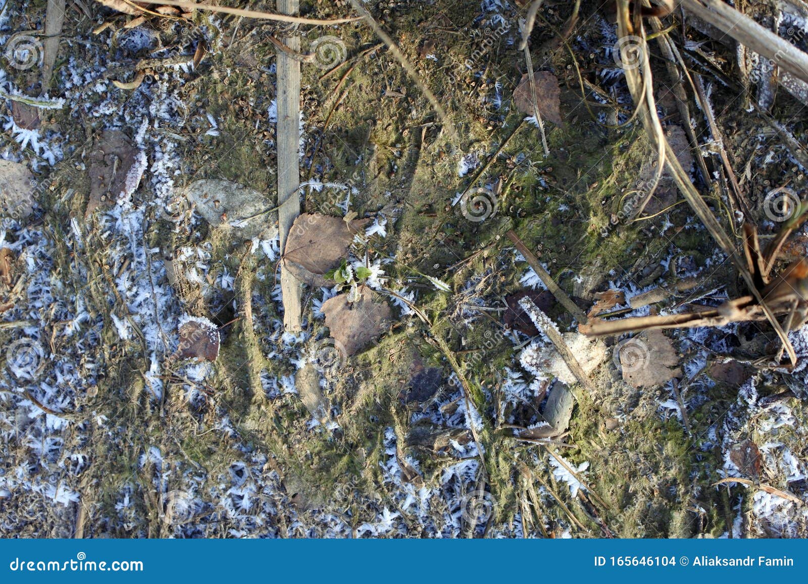 Frozen Forest Soil. Dried Grass and Branches Against the Background of ...