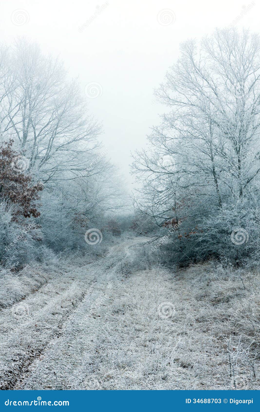 Frozen forest stock image. Image of forest, scene, morning - 34688703