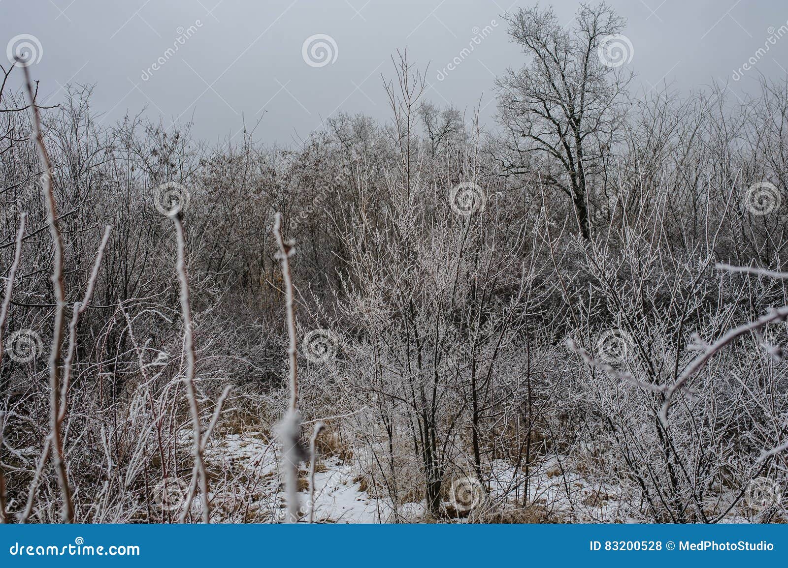 Frozen forest stock photo. Image of nature, frozen, panorama - 83200528