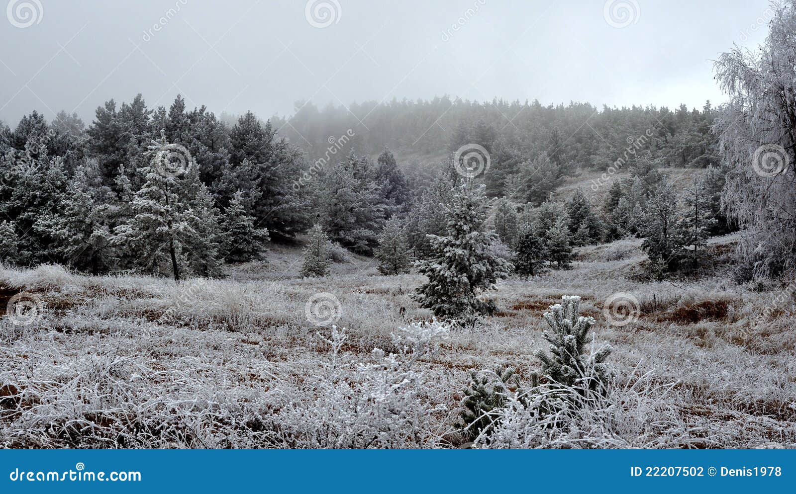 Frozen forest in winter stock photo. Image of frozen - 22207502