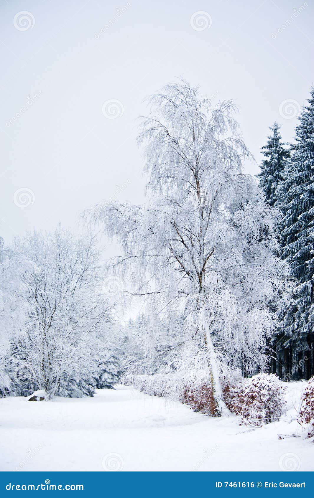 Frozen forest in winter stock photo. Image of snow, forest - 7461616