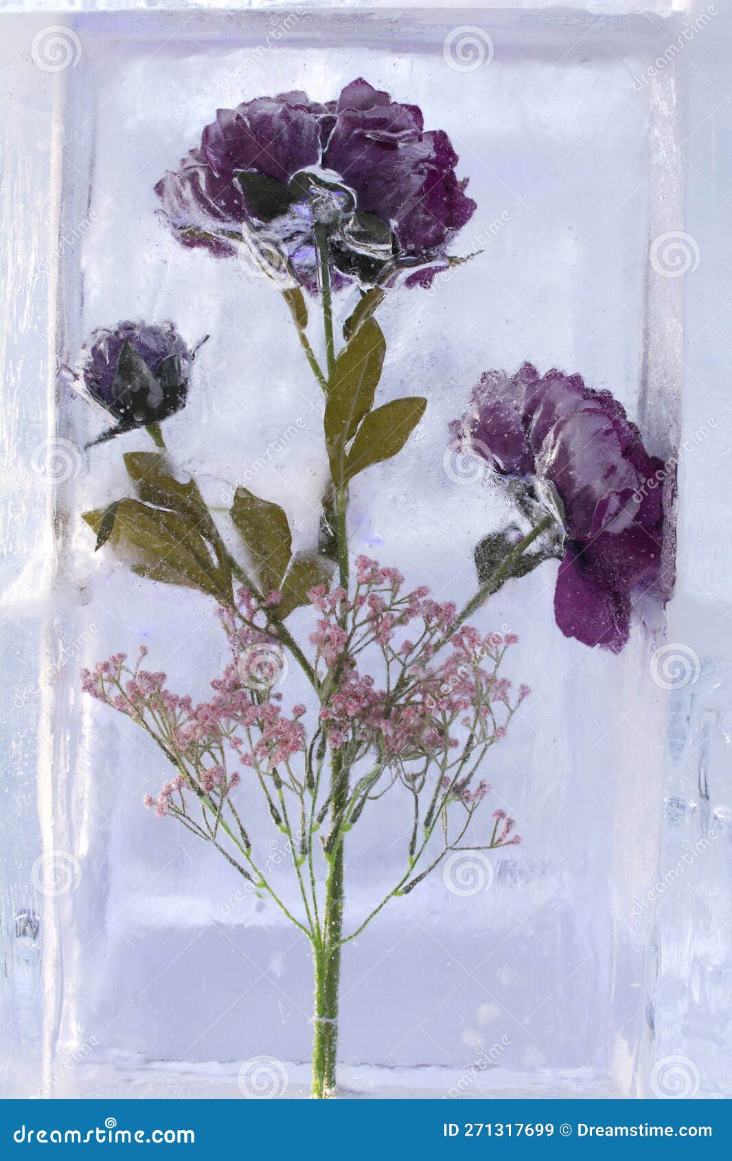 Frozen Fresh Beautiful Flower in an Ice Cube. Thawing Flower. Frozen ...