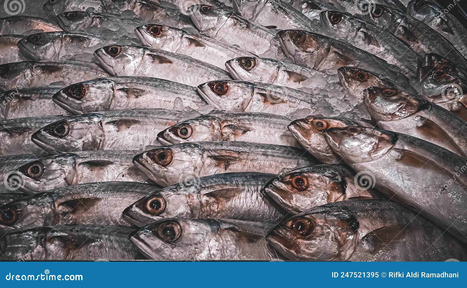 Frozen Fresh Fish in Ice Tray on Supermarket Stock Image - Image of ...