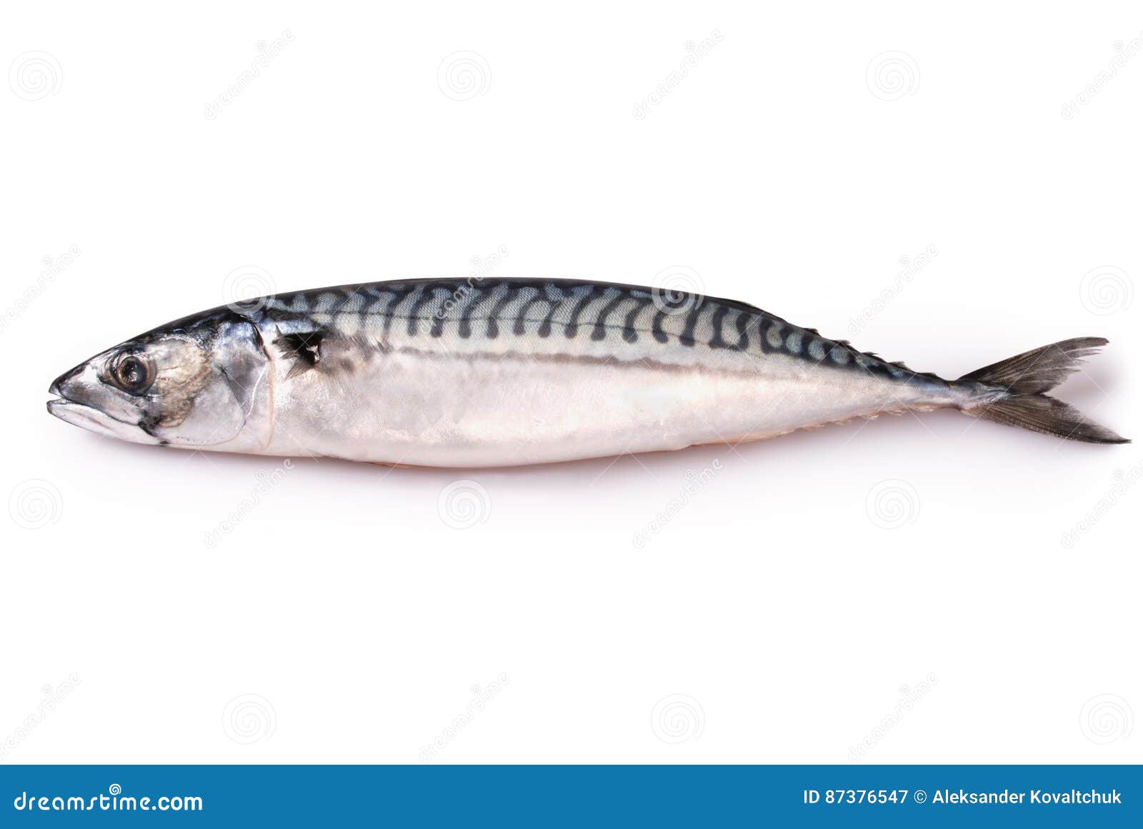 Frozen Fresh Mackerel Clipping Path Stock Image - Image of mackerel ...