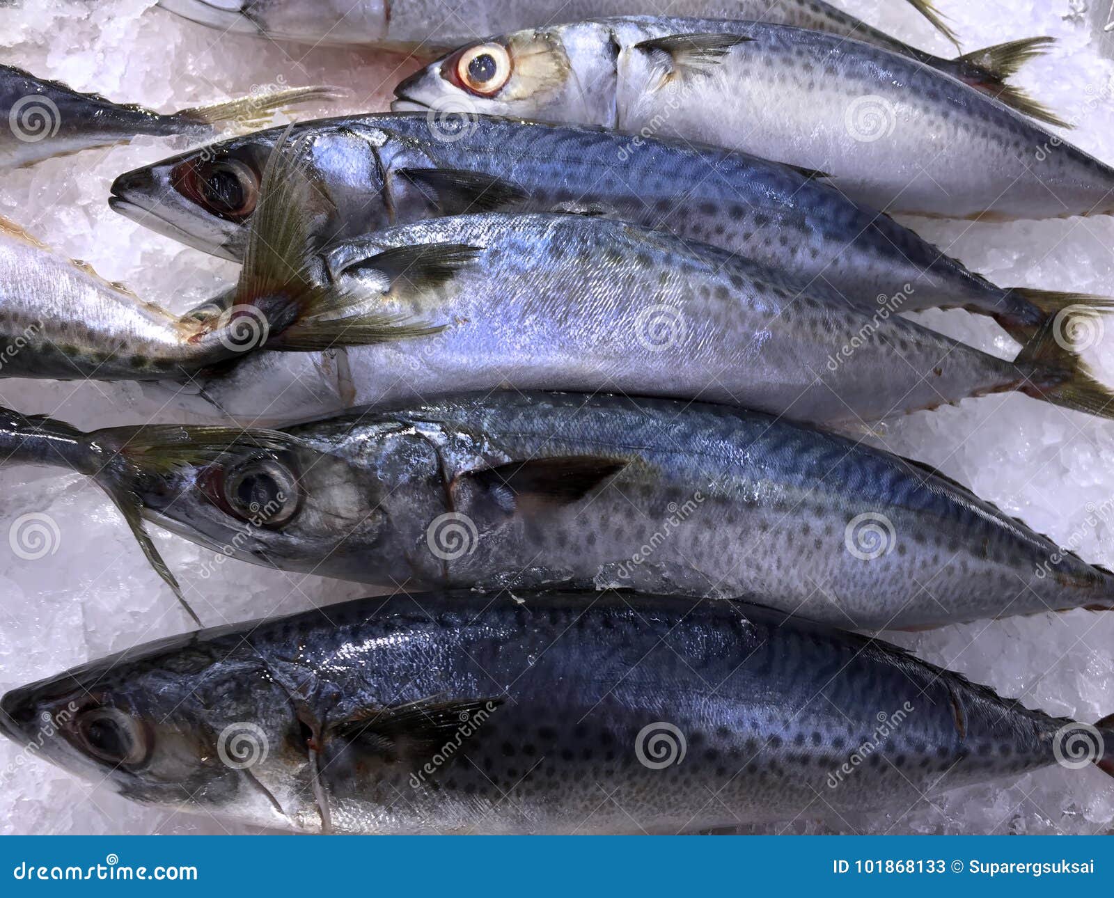 Fresh Saba Fish Mackerel Isolated On White Background. File Contains A ...