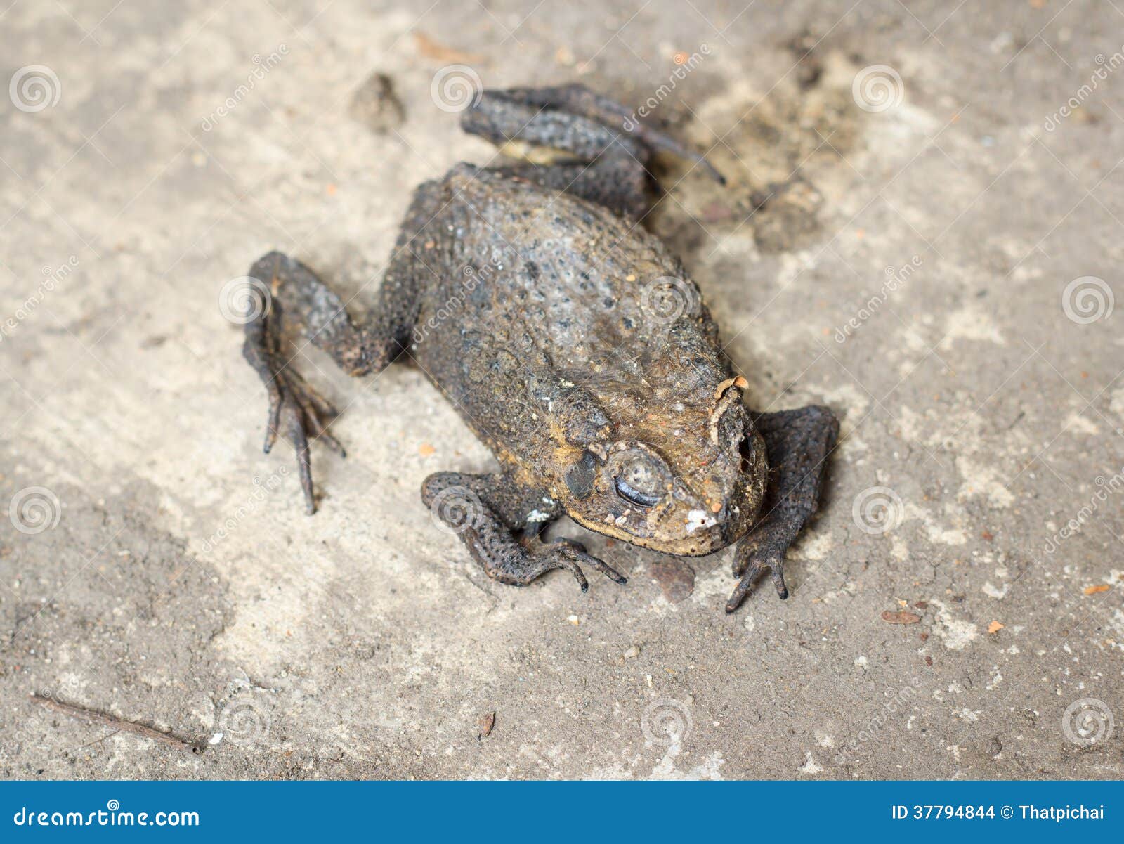 Frozen frog dead stock photo. Image of nature, lean, eyed - 37794844