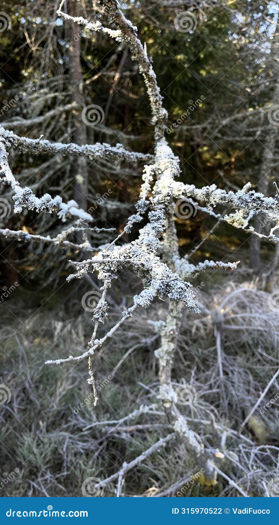 Frozen Frost on Tree Branches in the Mountains Stock Photo - Image of ...