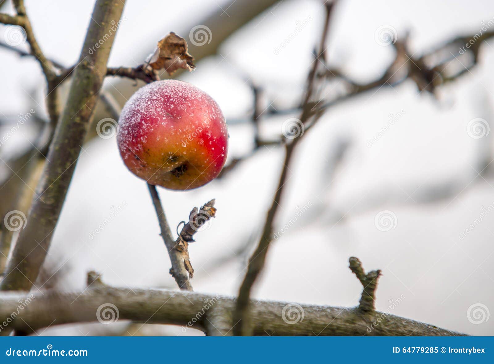 Frozen and frosty apples stock image. Image of apple - 64779285