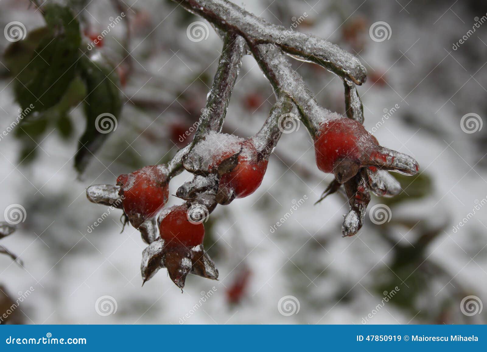 Frozen fruits stock image. Image of foliage, droplets - 47850919