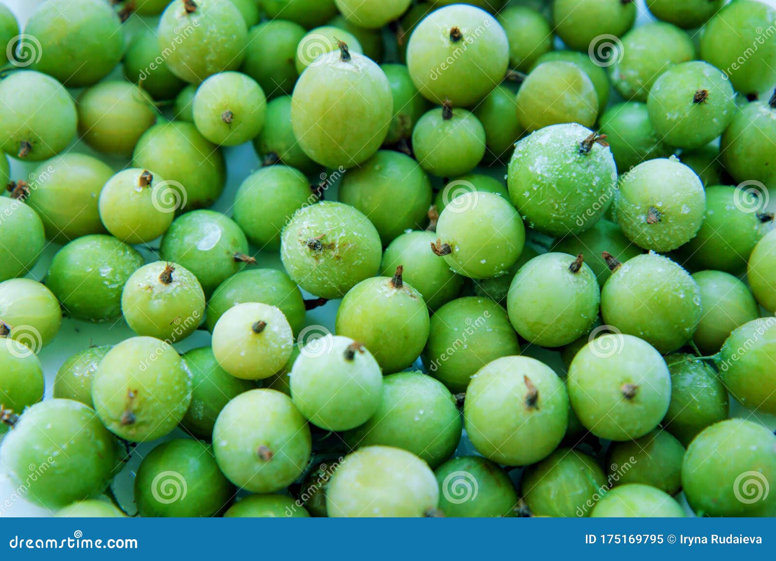 Frozen Gooseberries Macro Shot Stock Image - Image of color, organic ...
