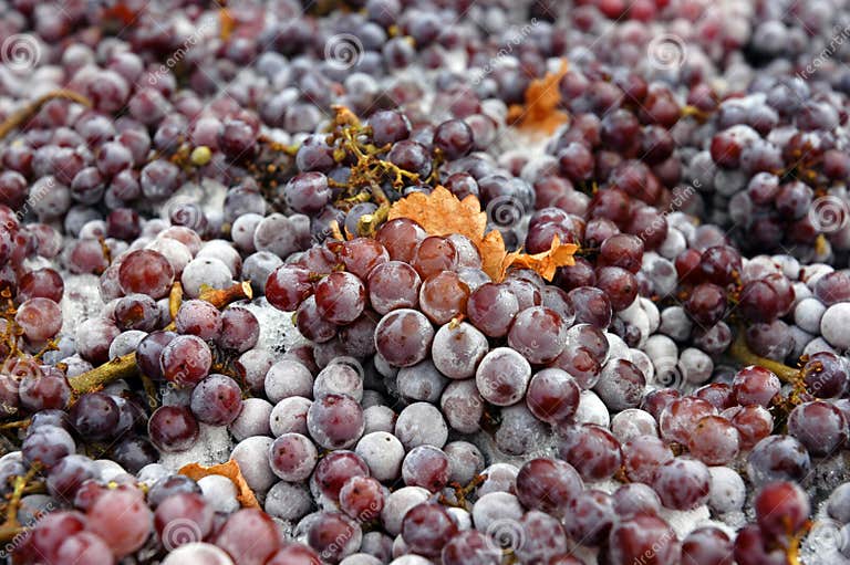 Frozen Grapes stock photo. Image of harvest, ripe, berry - 1230368