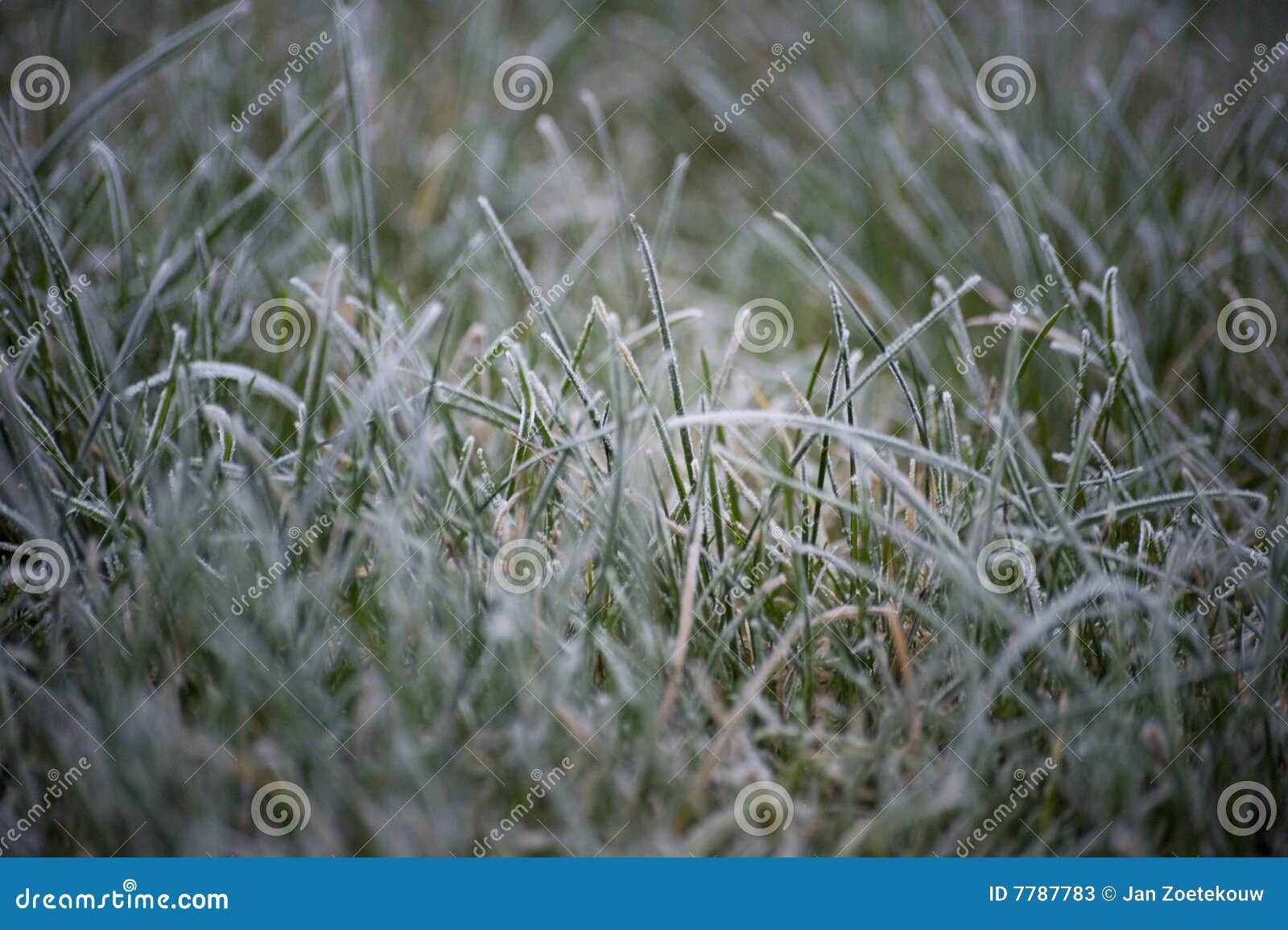 Frozen grass stock image. Image of december, plant, green - 7787783