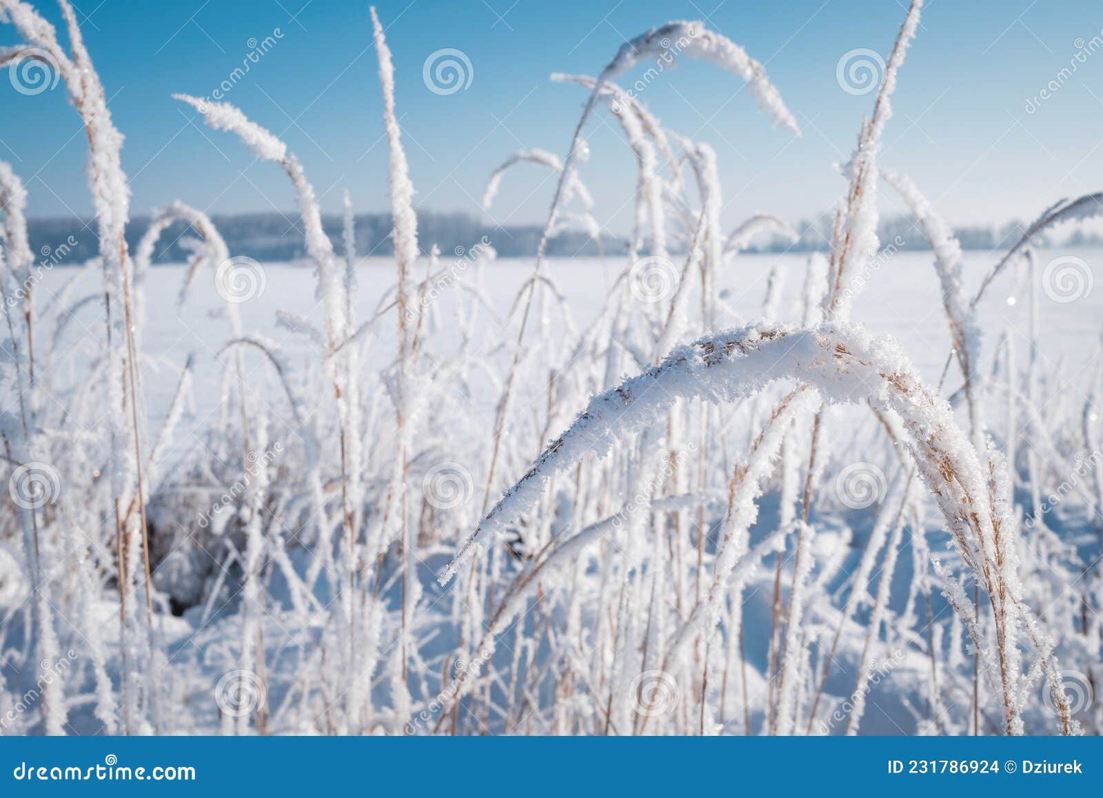 Frozen grass on the field stock photo. Image of field - 231786924