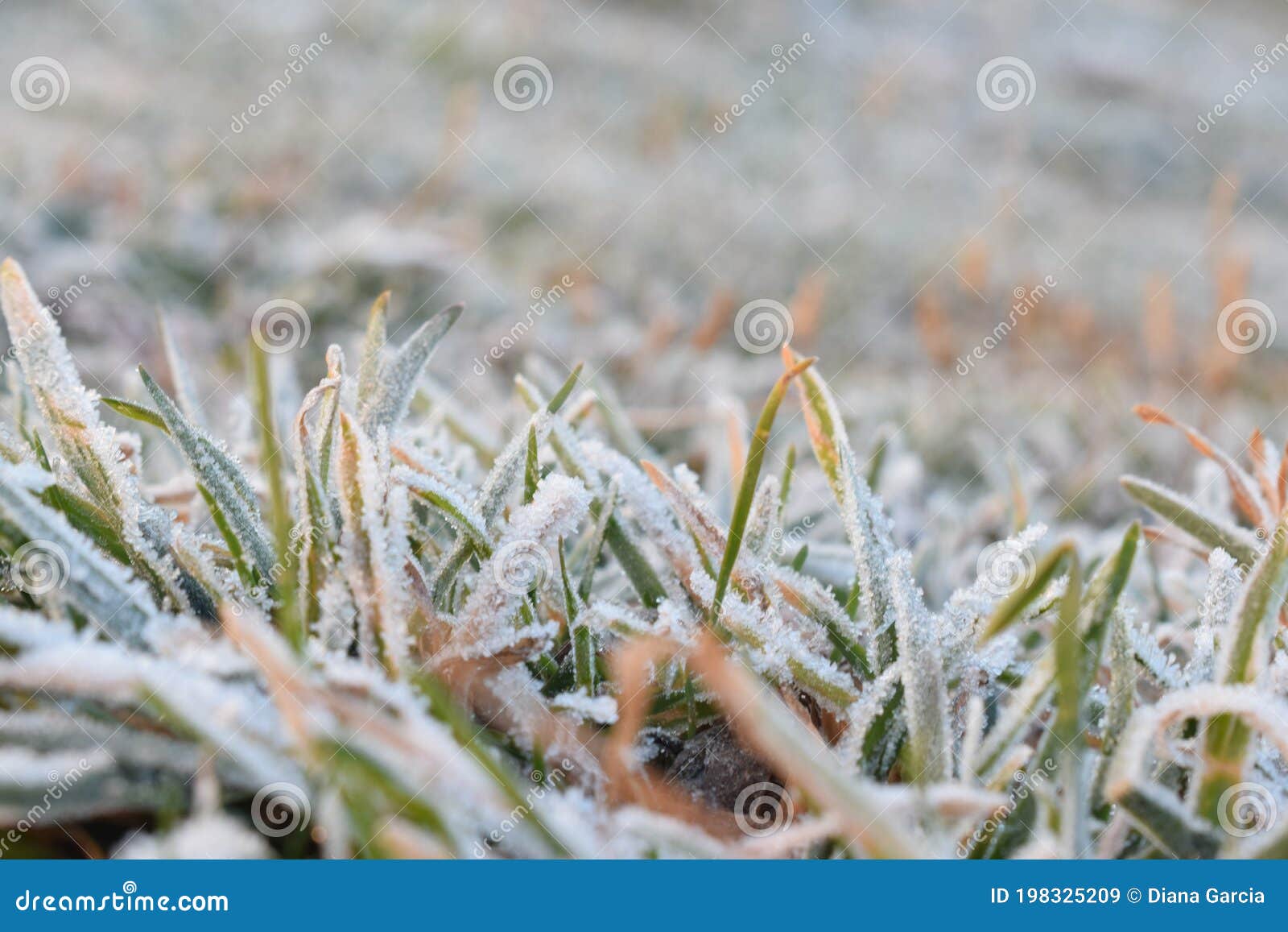 Icy grass on the floor stock image. Image of leaf, cold - 198325209