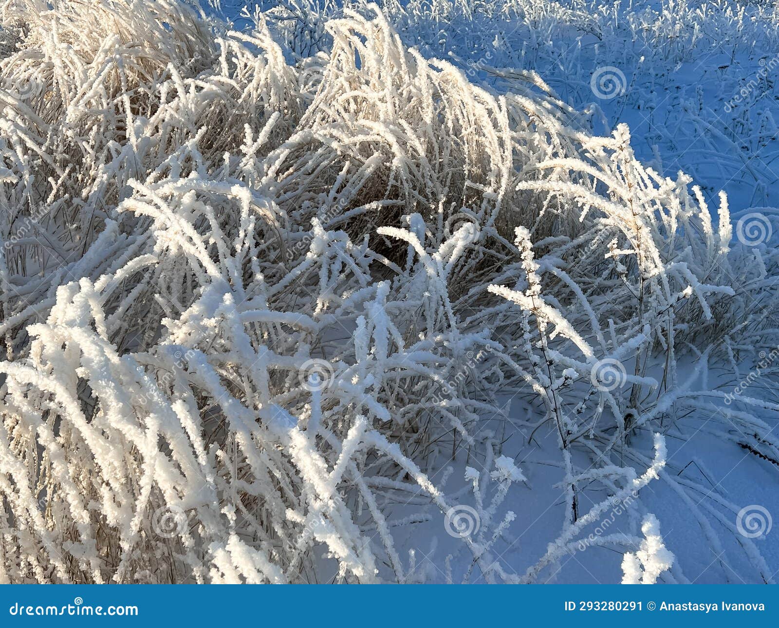 Frozen and Frozen Grass in the Field in Winter Stock Image - Image of ...