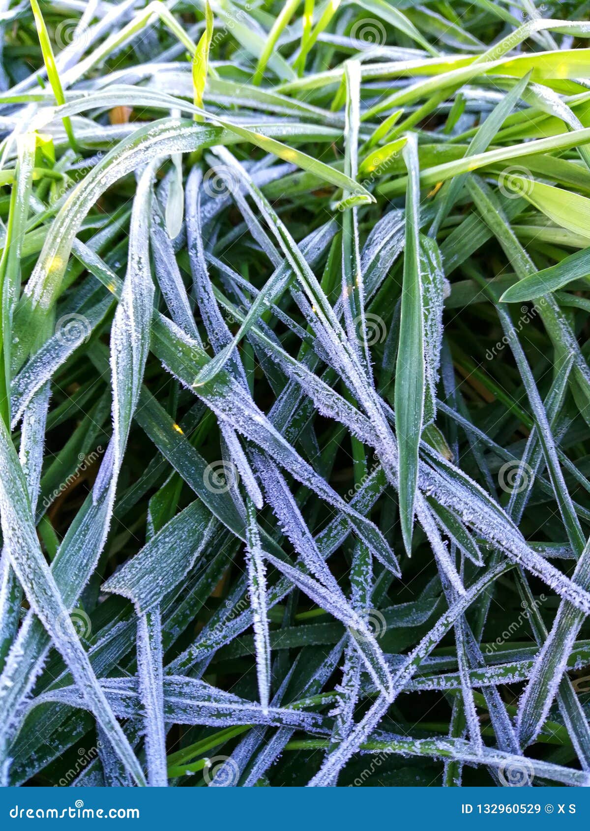 Frozen grass stock image. Image of background, grass - 132960529