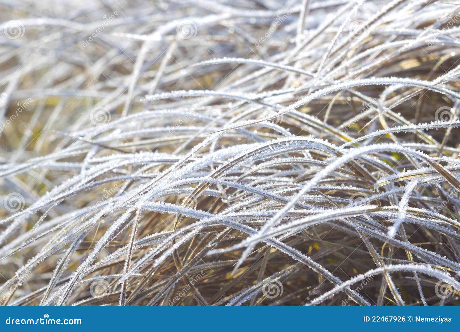 Frozen grass with ice. stock photo. Image of cold, grass - 22467926