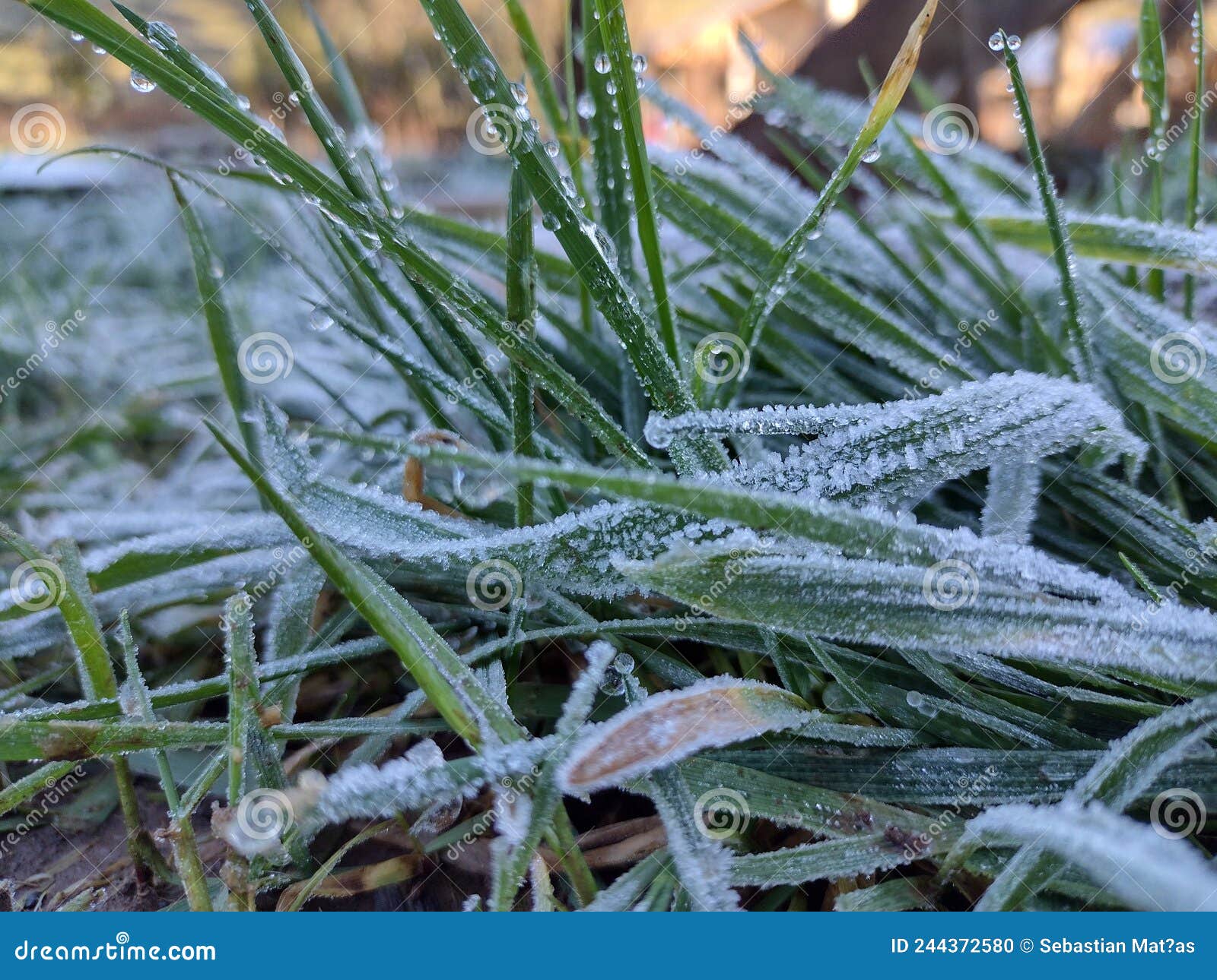 Frozen Grass, Icy Lawn, Frozen Raindrops in the Morning Stock Photo ...