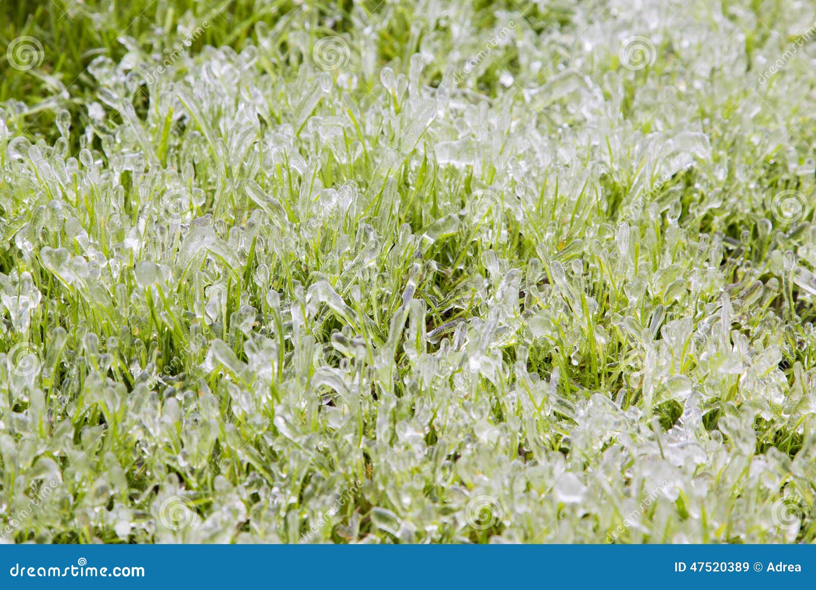 Background of Frozen Grass on a Cold Winter Morning Stock Image - Image ...