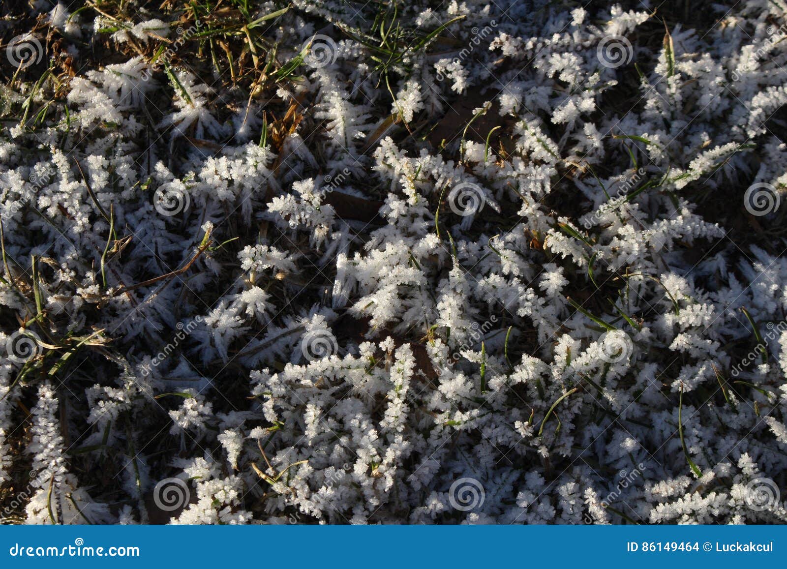 Frozen grass stock photo. Image of detail, lawn, freeze - 86149464