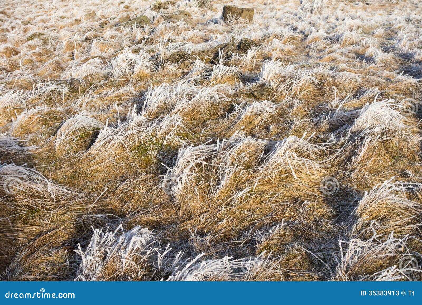 Frozen grass turf stock image. Image of hoar, straw, nonurban - 35383913