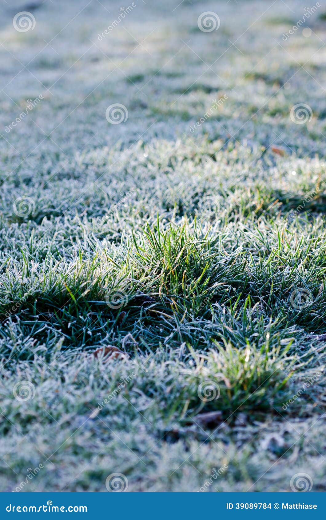 Frozen grass stock photo. Image of covered, environment - 39089784