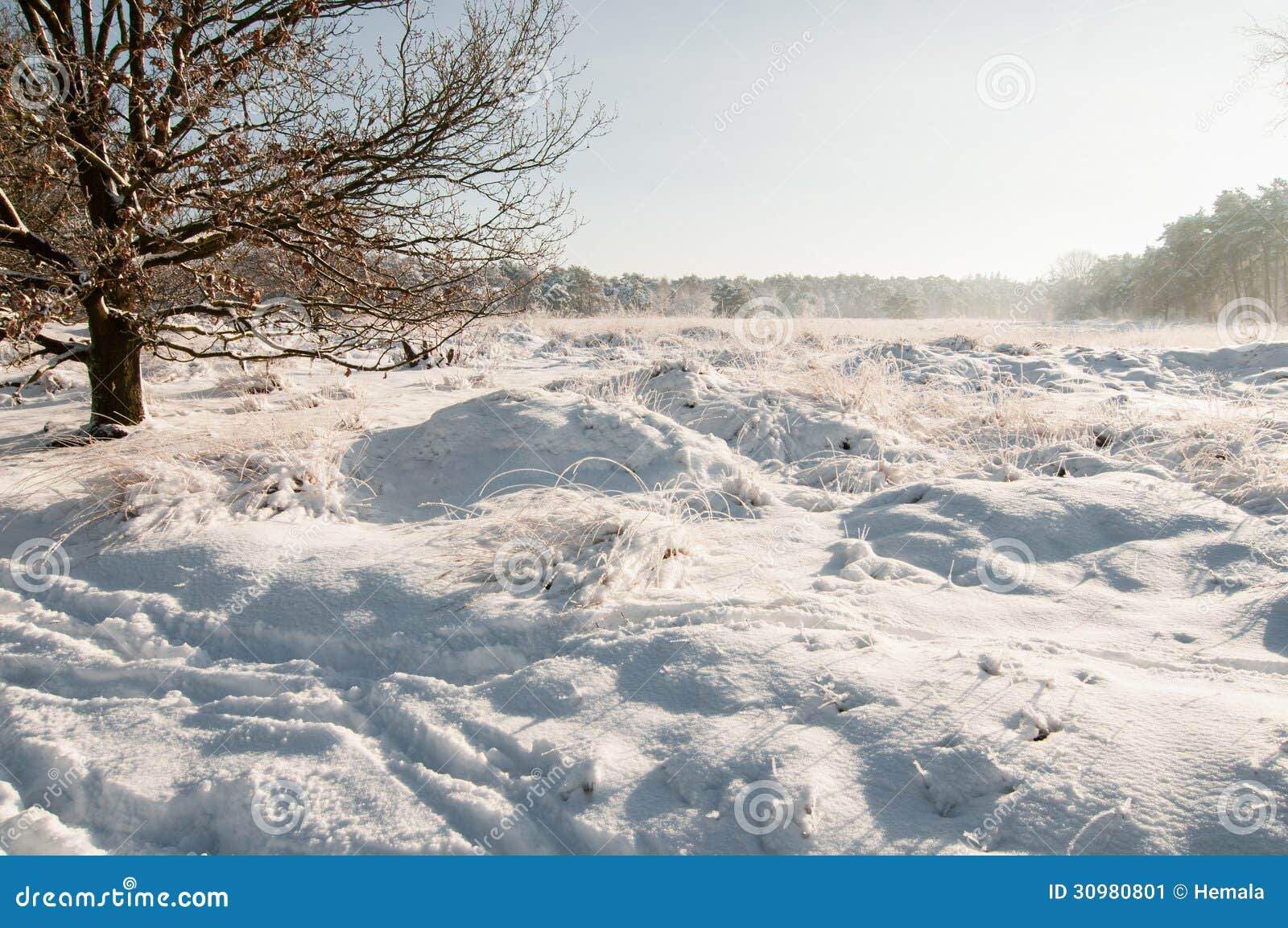 Frozen grass stock image. Image of path, landscape, scape - 30980801