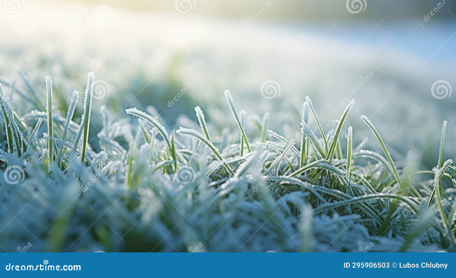 Frozen Green Grass, Grass Covered with Frost in Winter Stock ...