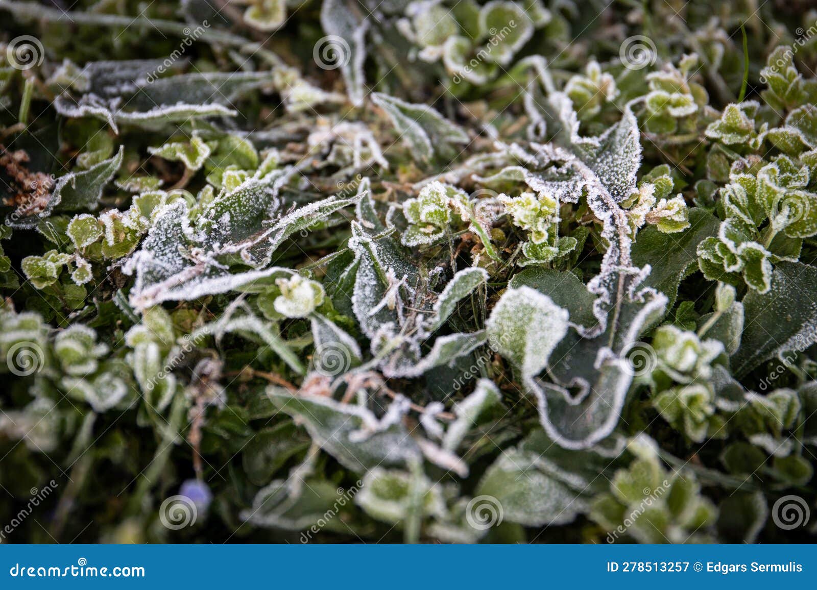 Frozen Green Grass, Frost in Spring. Cold and Crisp Morning Stock Image ...