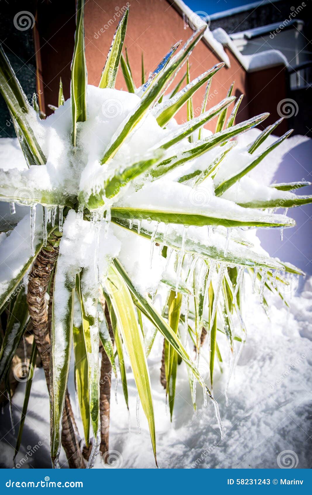 Frozen Greenery, Bushes and Flowers in the Garden in Winter Stock Image ...