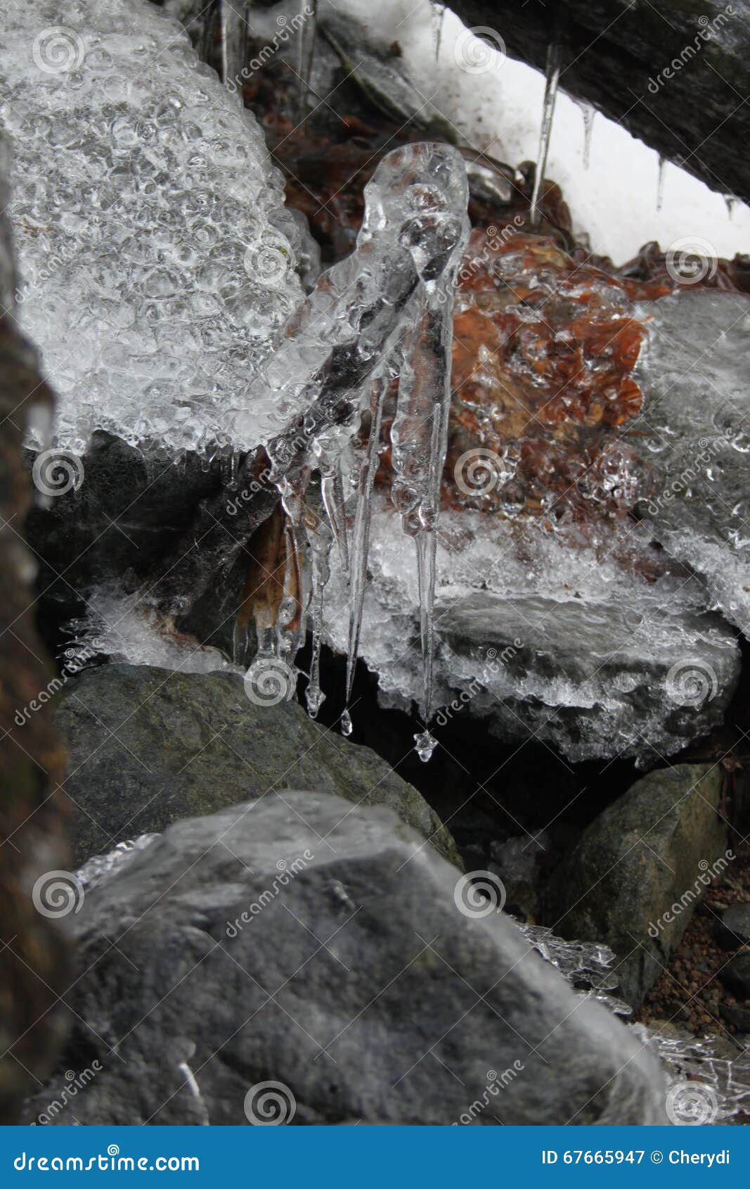 Frozen on the ground stock image. Image of frozen, closeup - 67665947