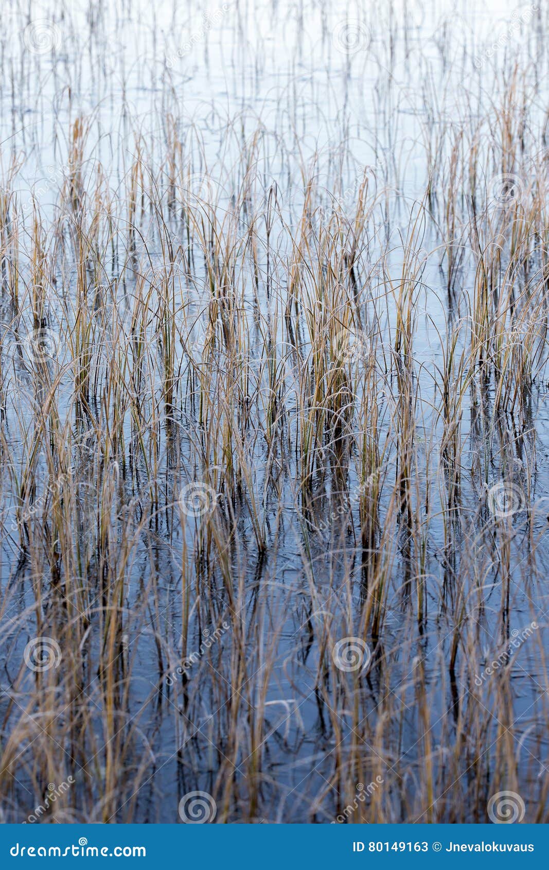 Frozen hay on thin ice. stock image. Image of finnish - 80149163