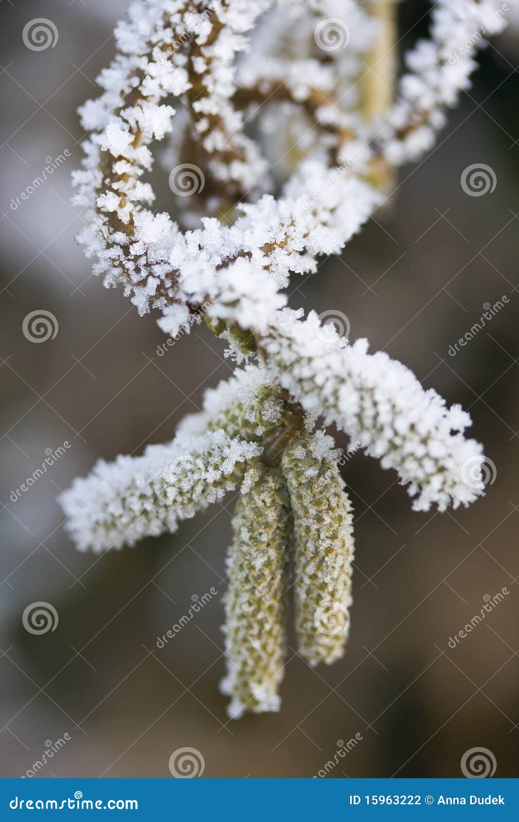 Frozen Hazelnut Twig Stock Photo | CartoonDealer.com #15963222