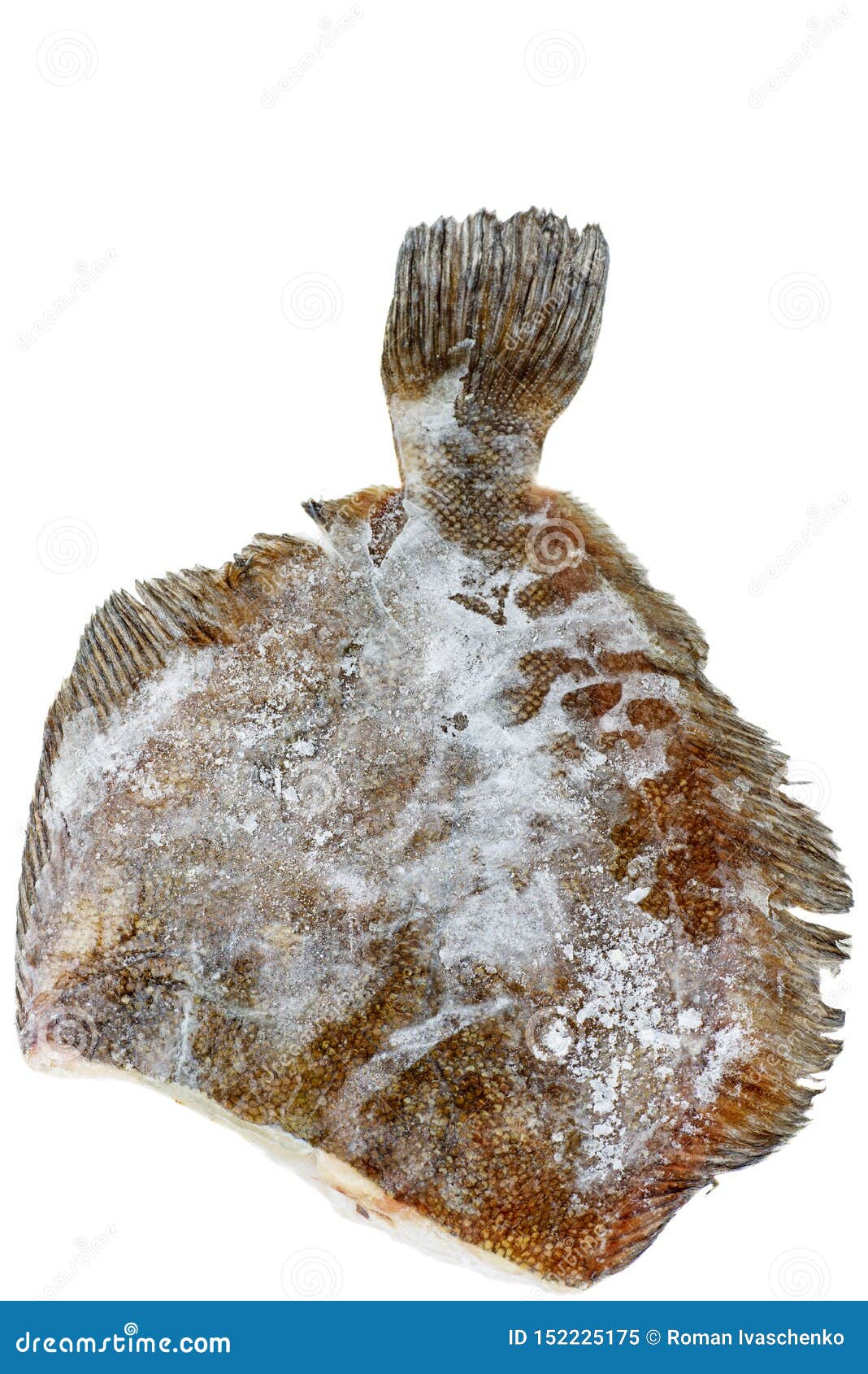 Frozen Headless Shrimp In Shells Royalty-Free Stock Photo ...