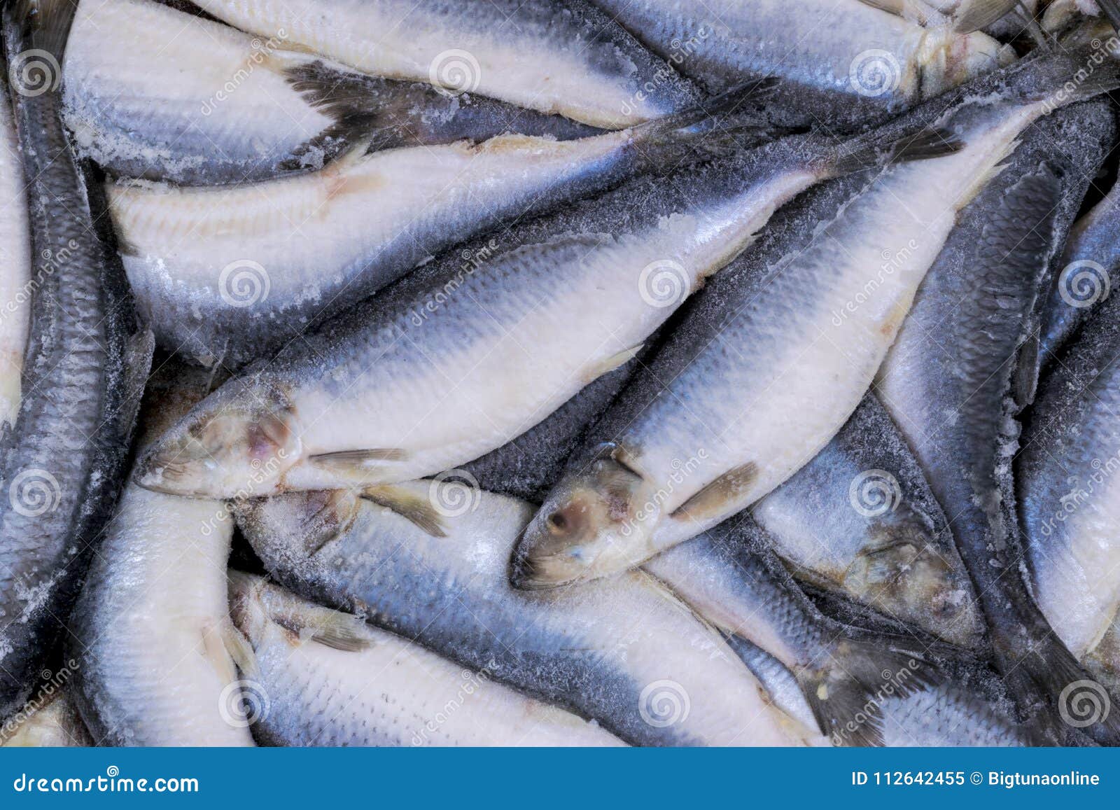 Herring Fish Images