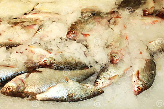 Frozen herring on ice stock photo. Image of group, fishery - 16275824